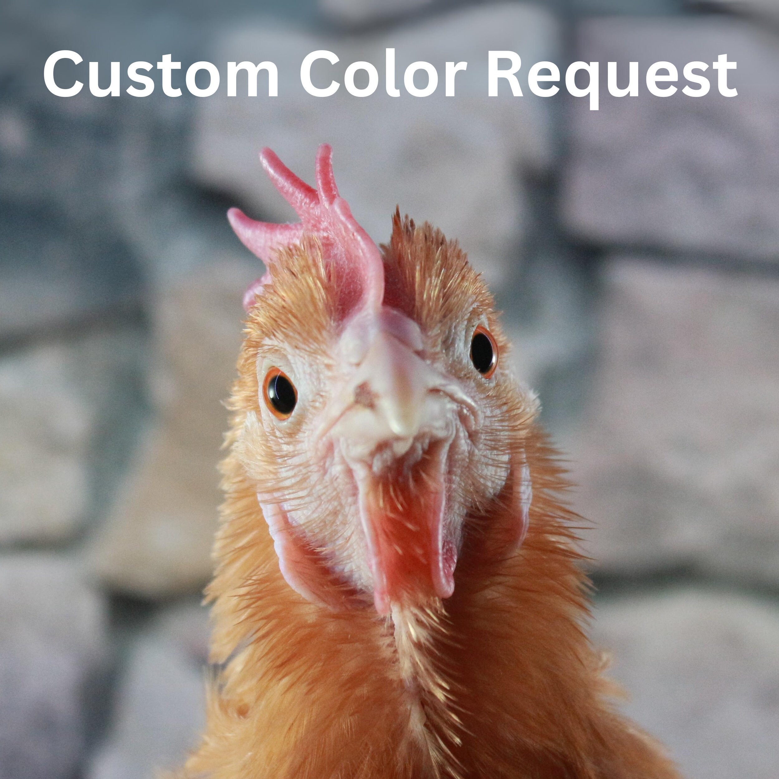 Charlie the Chonky Crocheted Chicken - Etsy