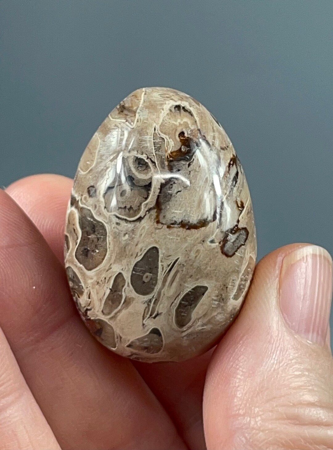 ONE 1 Fossilized Palm Root Tumble - Etsy