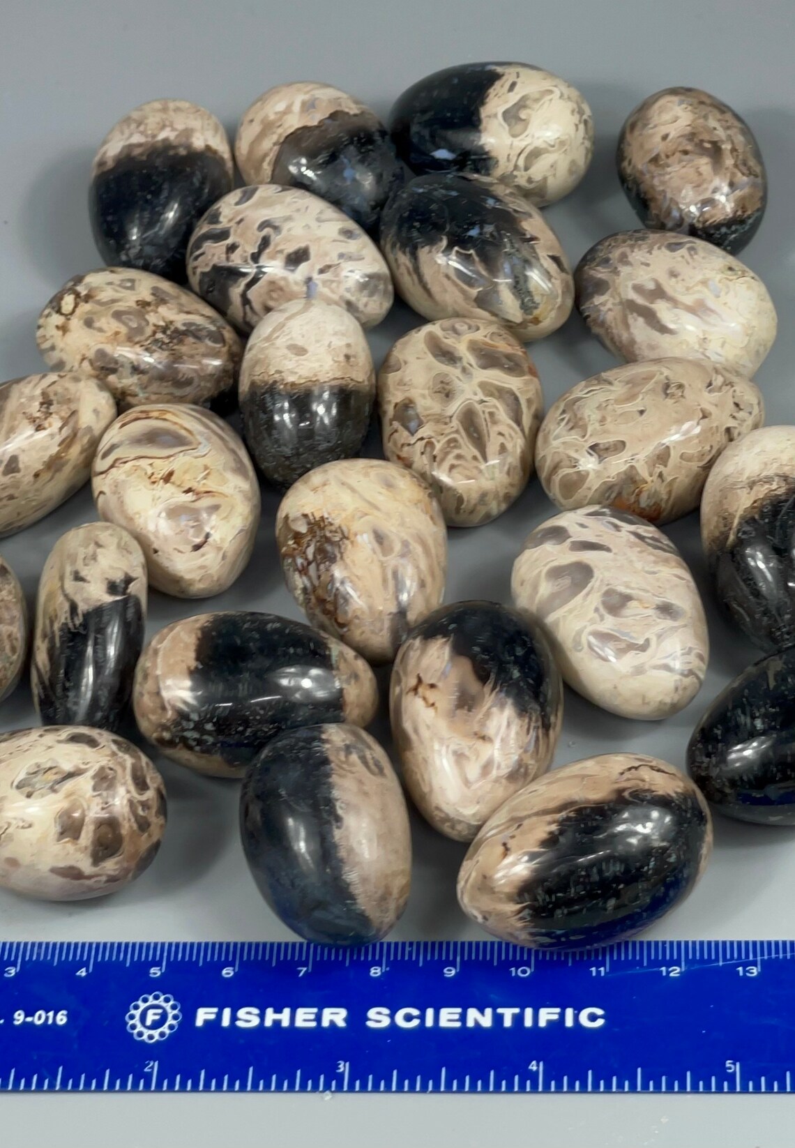 ONE 1 Fossilized Palm Root Tumble - Etsy