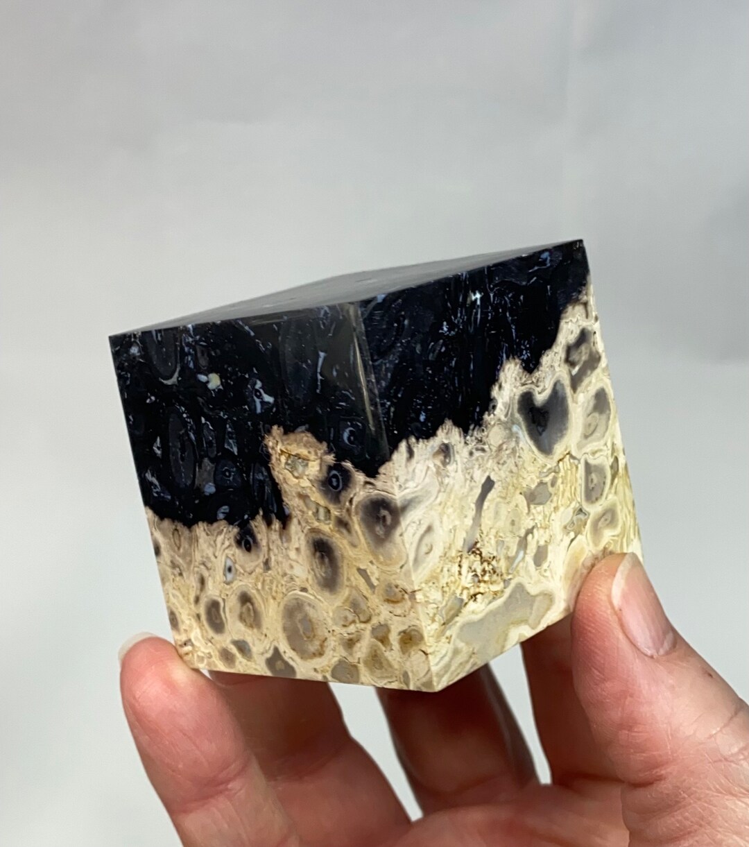 Fossilized Palm Root Ball Polished Cube - Etsy
