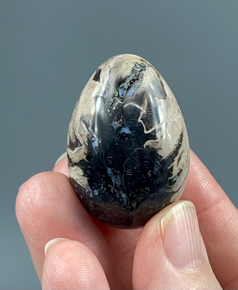 ONE 1 Fossilized Palm Root Tumble - Etsy