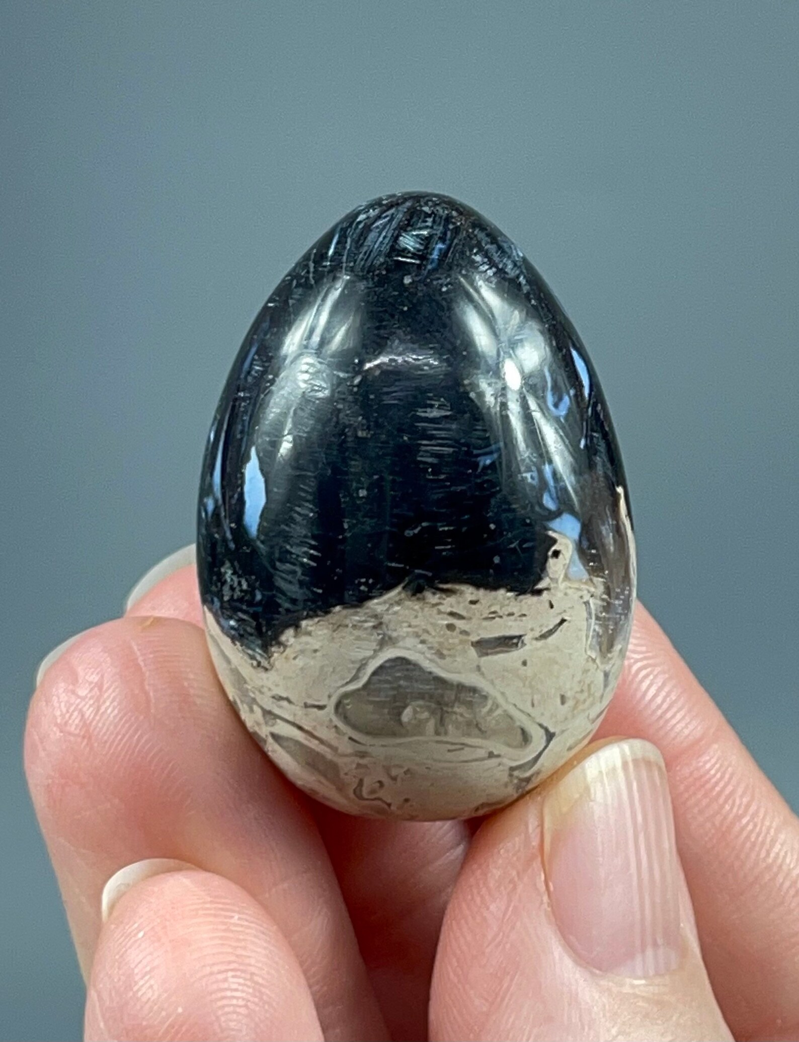 ONE 1 Fossilized Palm Root Tumble - Etsy