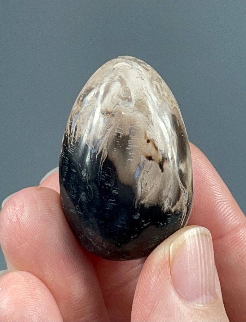 ONE 1 Fossilized Palm Root Tumble - Etsy