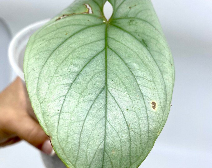 Anthurium Sp Silver Peru - Etsy