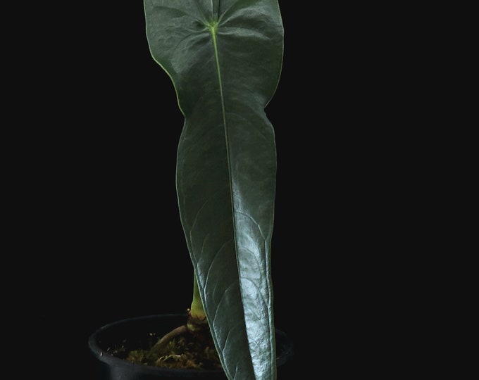 Very Rare Anthurium NOID Native to Peru( Possible Anthurium Josei) - Etsy