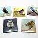Acrylic Bird Magnets - Etsy