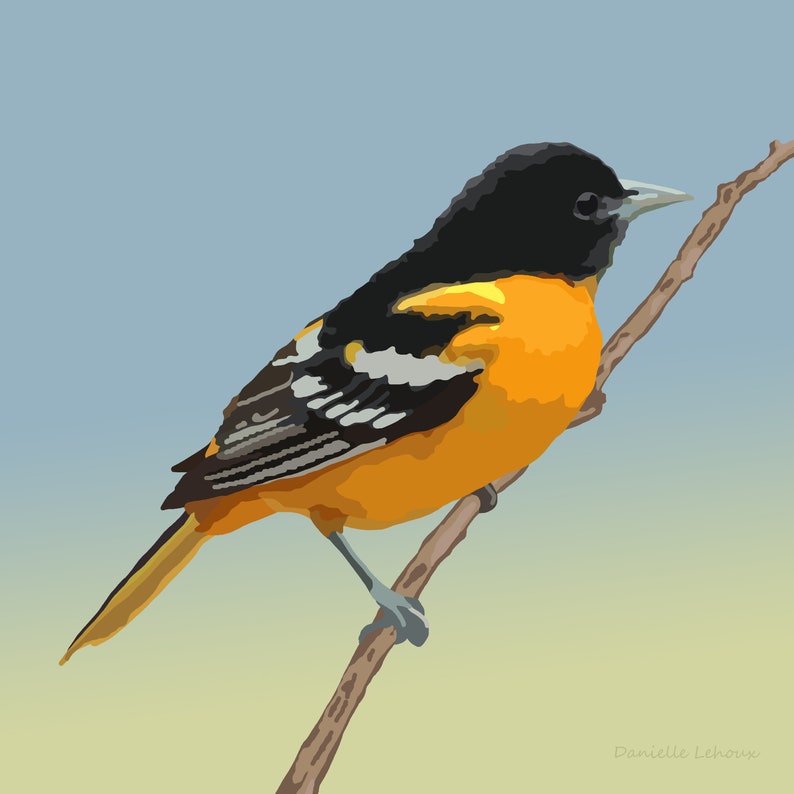 Baltimore Oriole - Bird Art - Graphic Art Print - Etsy