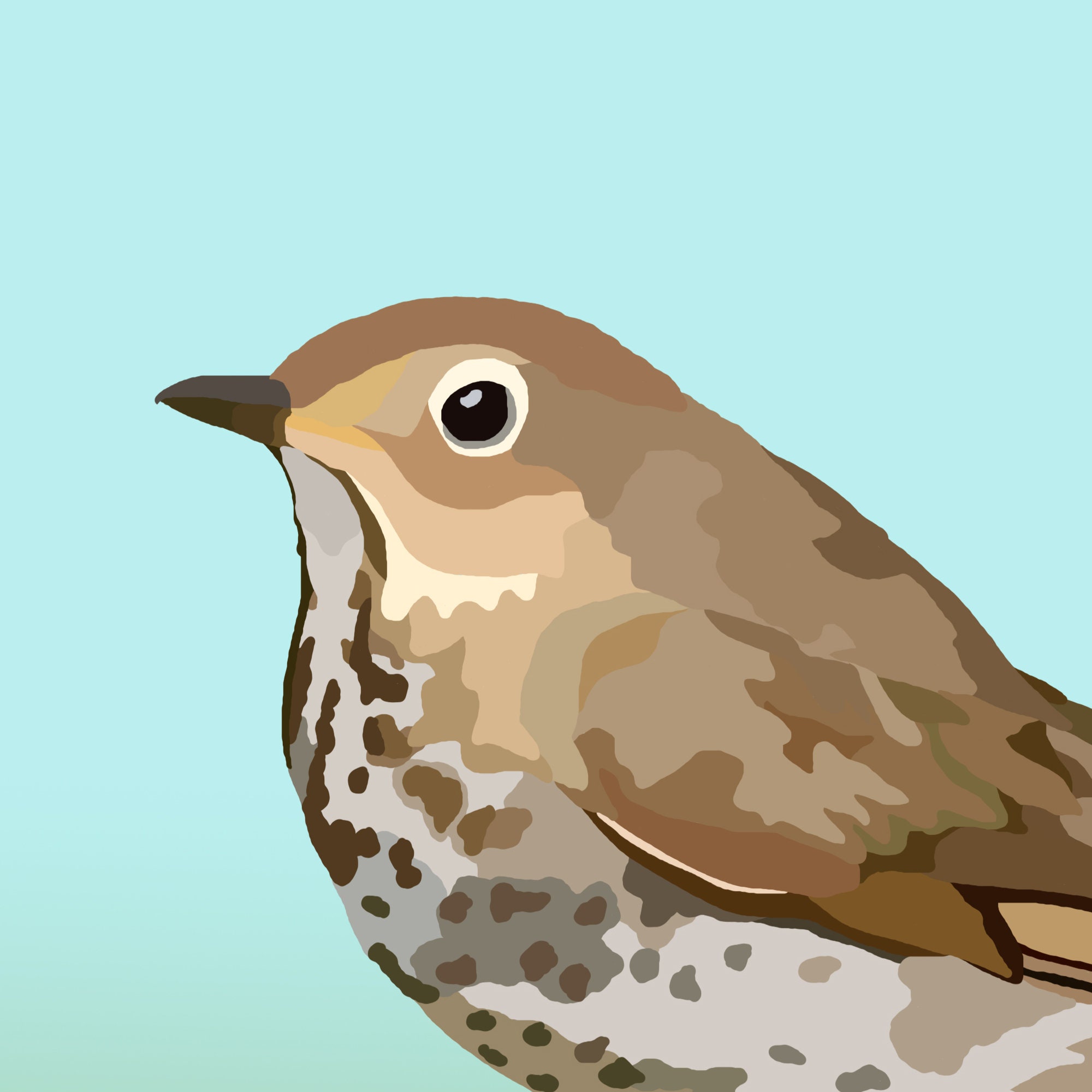Hermit Thrush Bird Art Graphic Art Print - Etsy