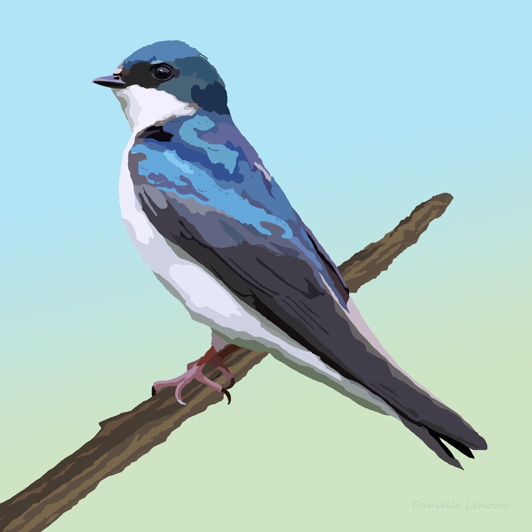Tree Swallow - Bird Art - Graphic Art Print - Etsy
