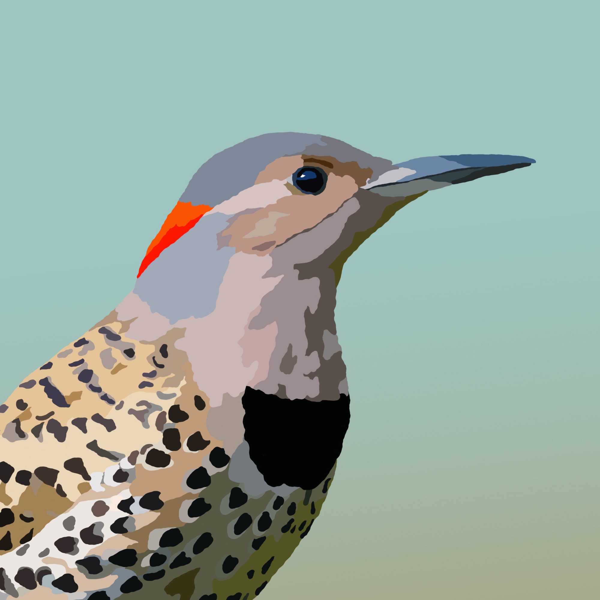 Northern Flicker - Bird Art - Graphic Art Print - Etsy