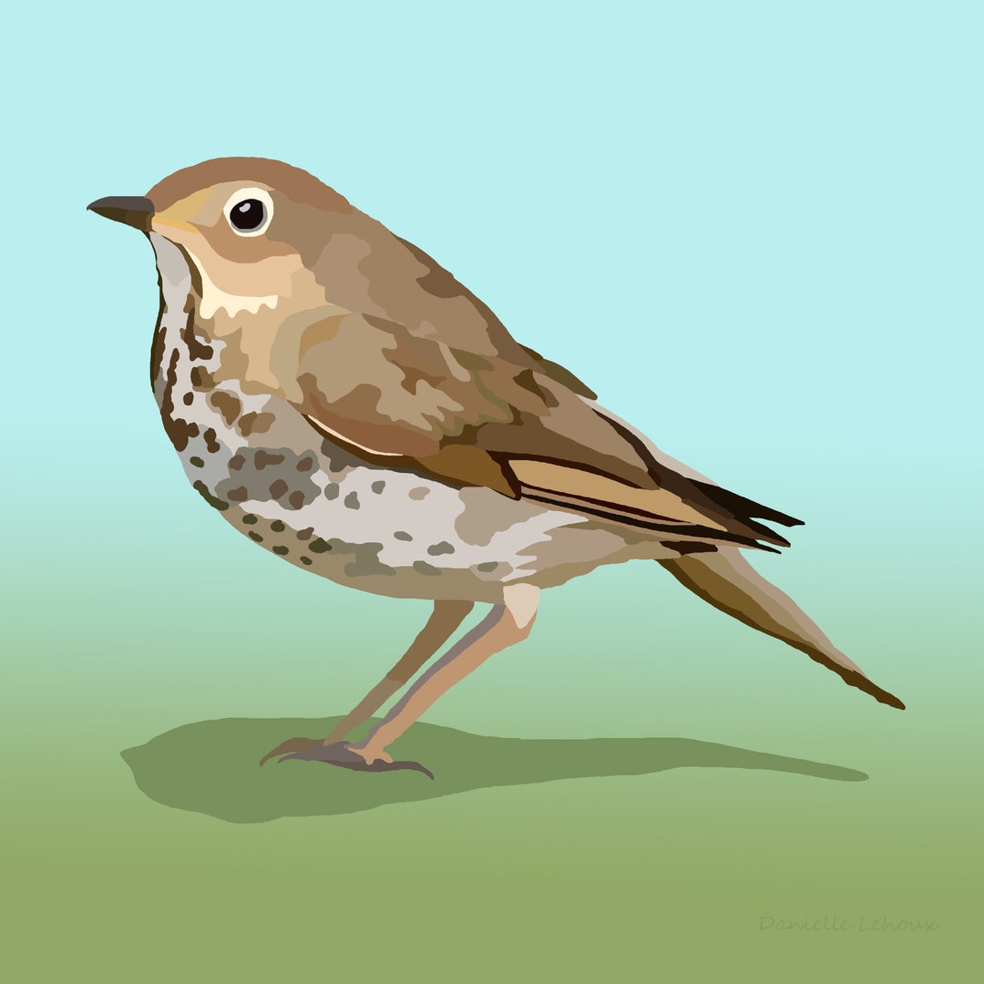 Hermit Thrush - Bird Art - Graphic Art Print - Etsy