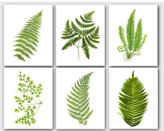 Botanical Fern Art | Etsy
