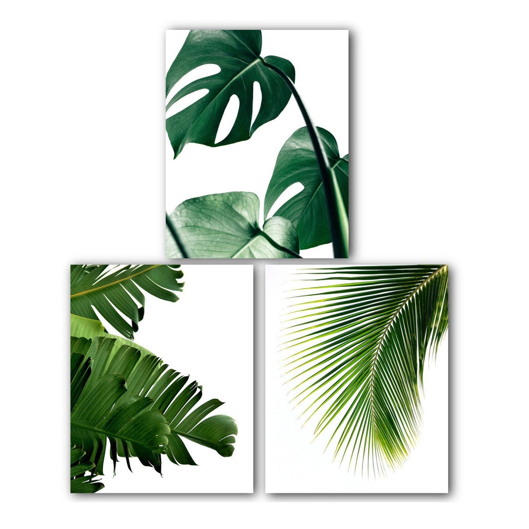 Set of 3 Tropical Leaf Prints, Monstera, Banana, Palm Leaf Prints ...