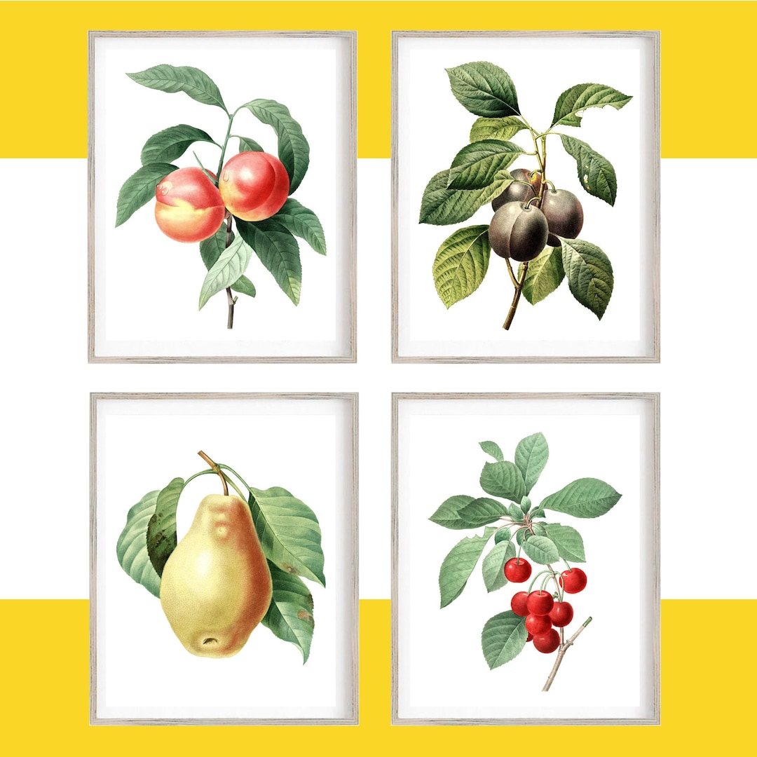 Set of 4, Botanical Prints, Peaches, Plums, Pear, Cherries, Unframed A4 ...
