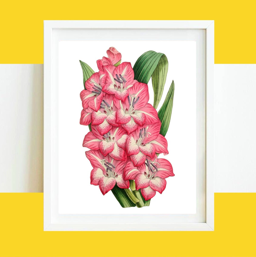Botanical Flower Print, Unframed A4, A5, A6, 8x10", Gladiolus, Gallery ...