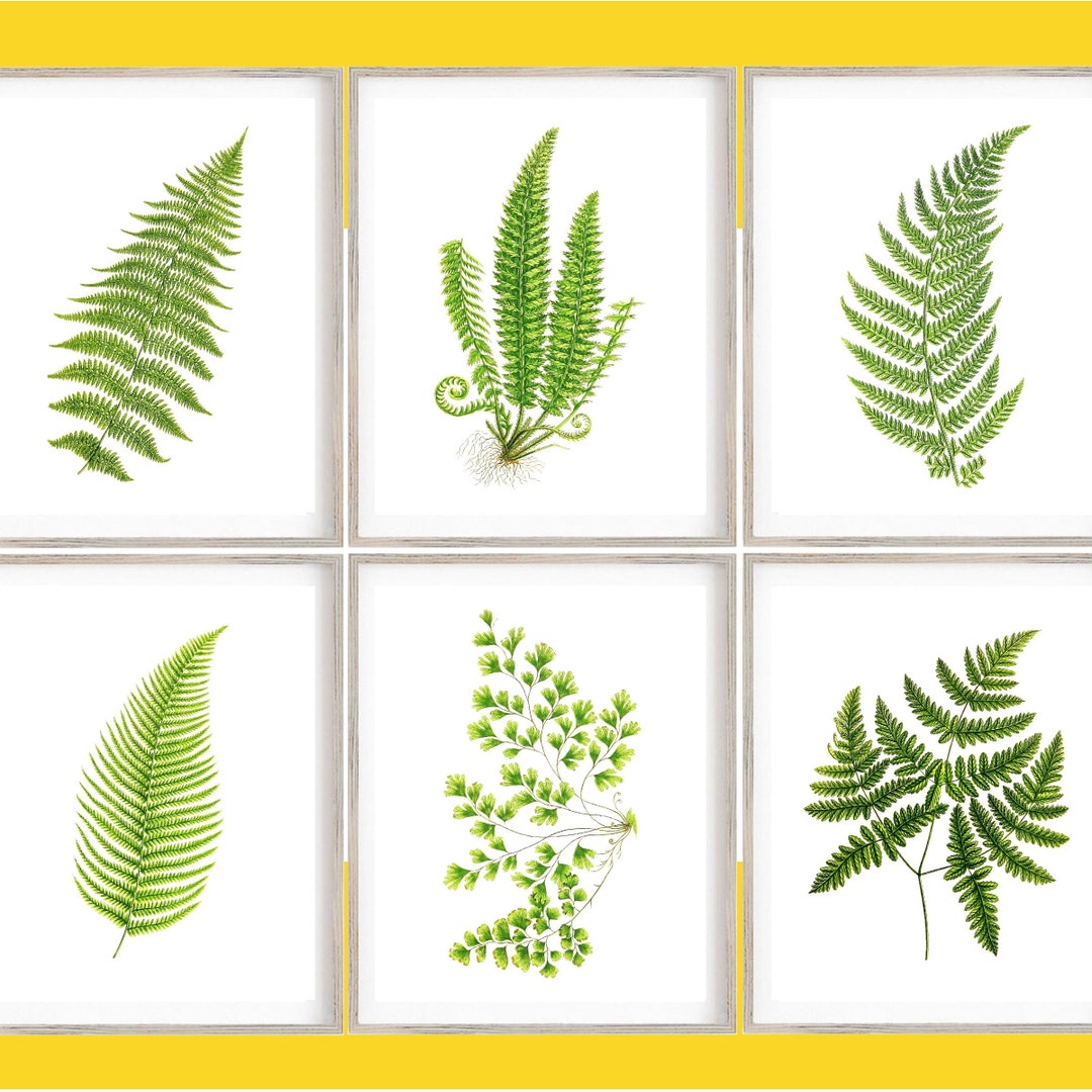 Botanical Fern Prints Set: Cottagecore Gallery Wall Art - Etsy