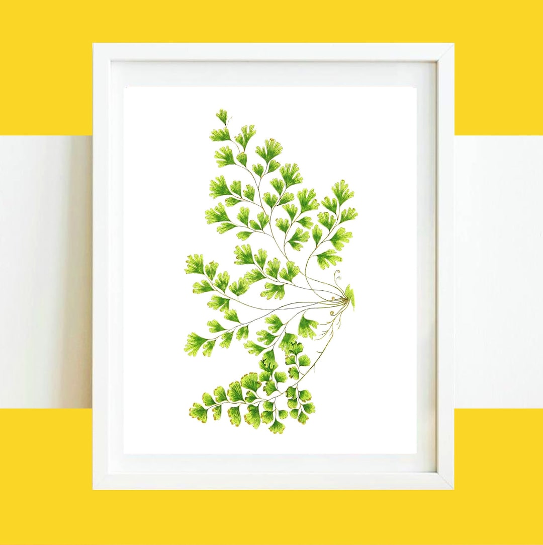 Botanical Fern Print, Unframed A4, A5, A6, 8x10", Maidenhair Fern ...