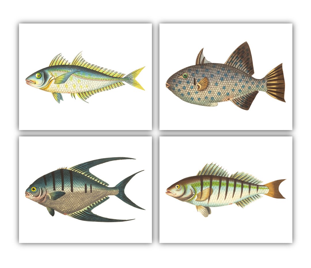 Vintage Fish Prints Set: Angler Art, Unframed (8x10 Inches) - Etsy