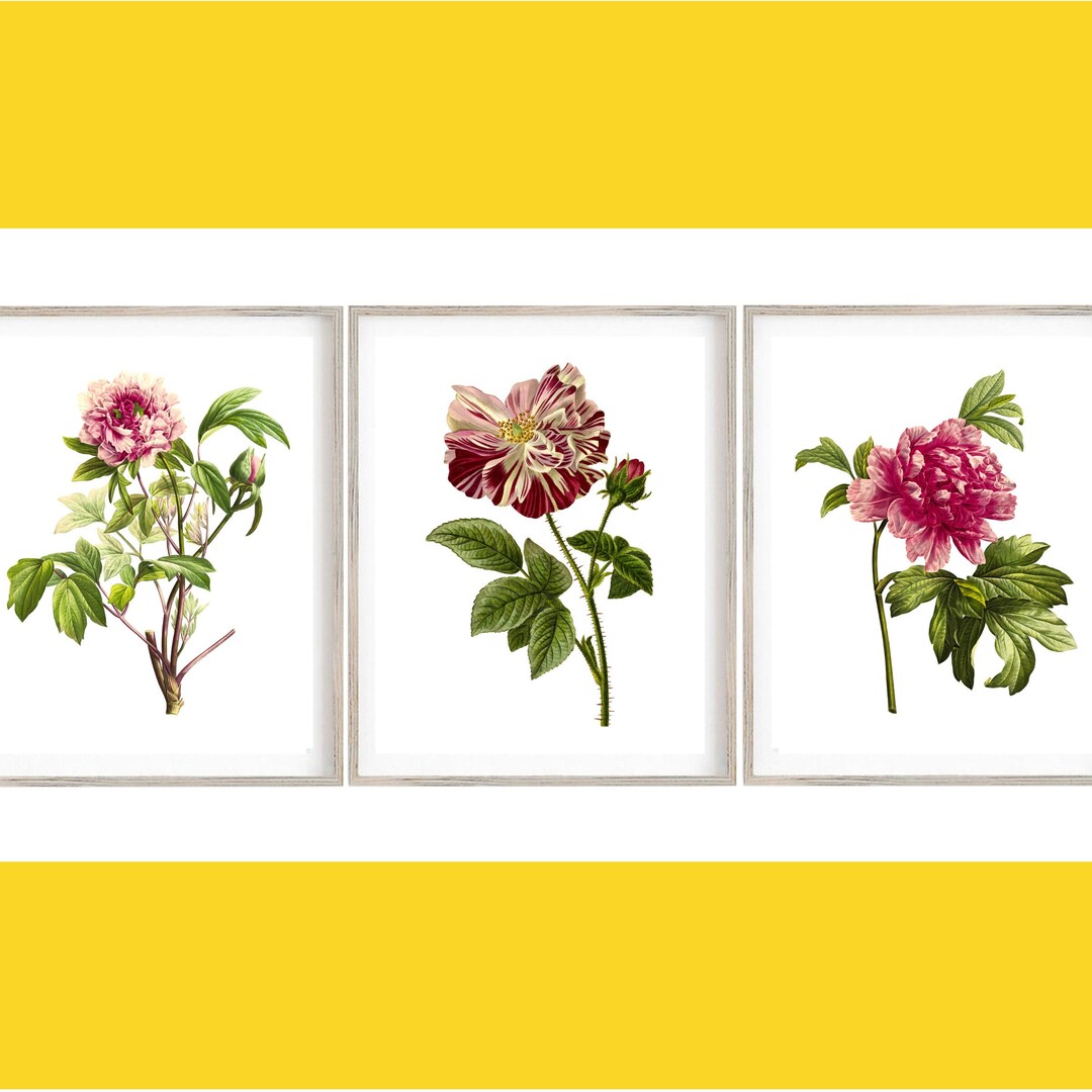 Set of 3, Botanical Prints, Rose Galia, Peonies, Unframed A4, A5, A6 ...