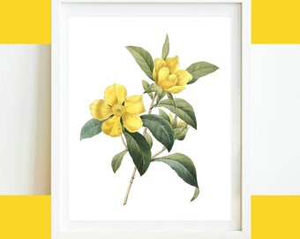 Botanical Flower Print, Unframed A4, A5, A6, 8x10, White Hydrangea ...