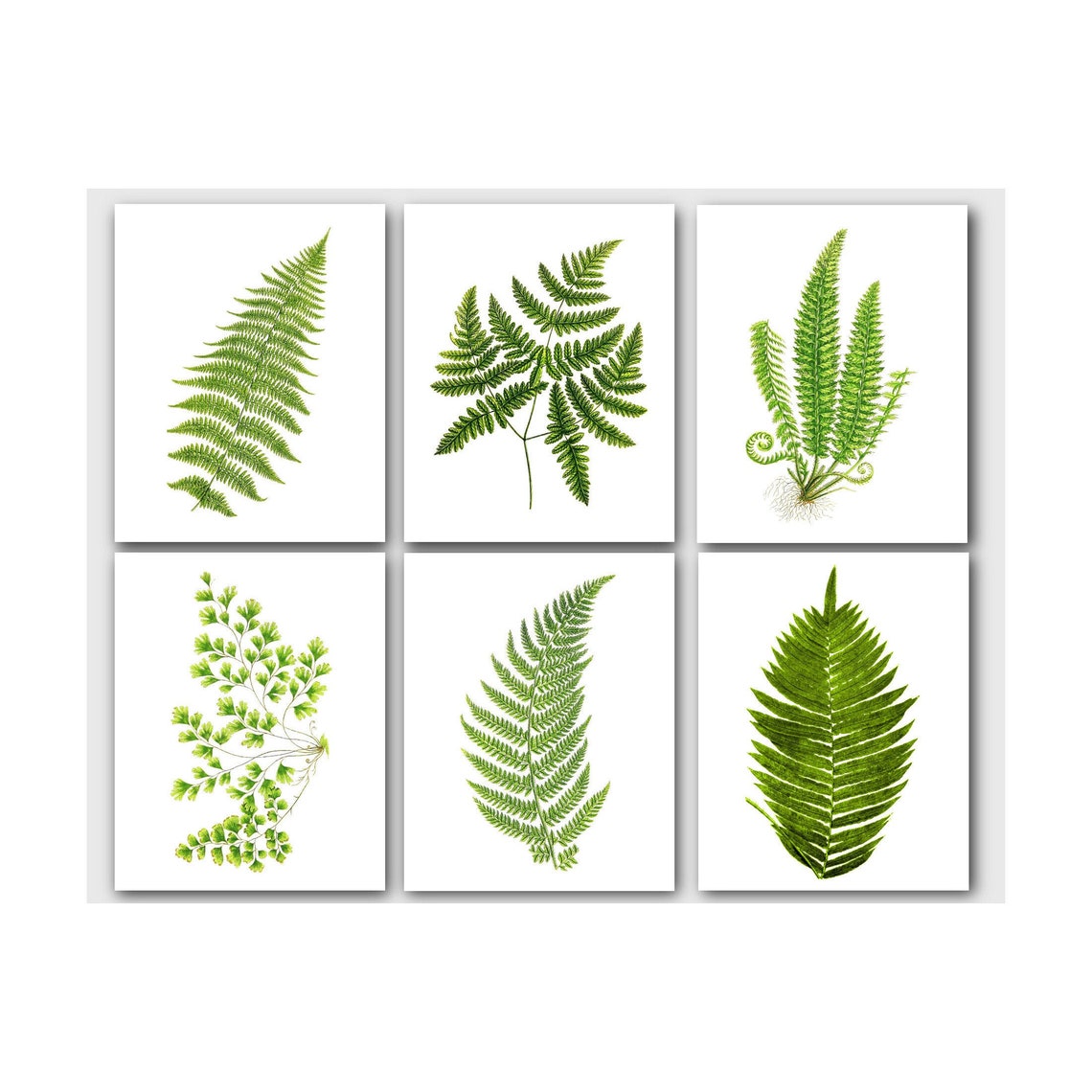 Set of 6 Botanical Fern Prints Green Fern Art Botanical - Etsy