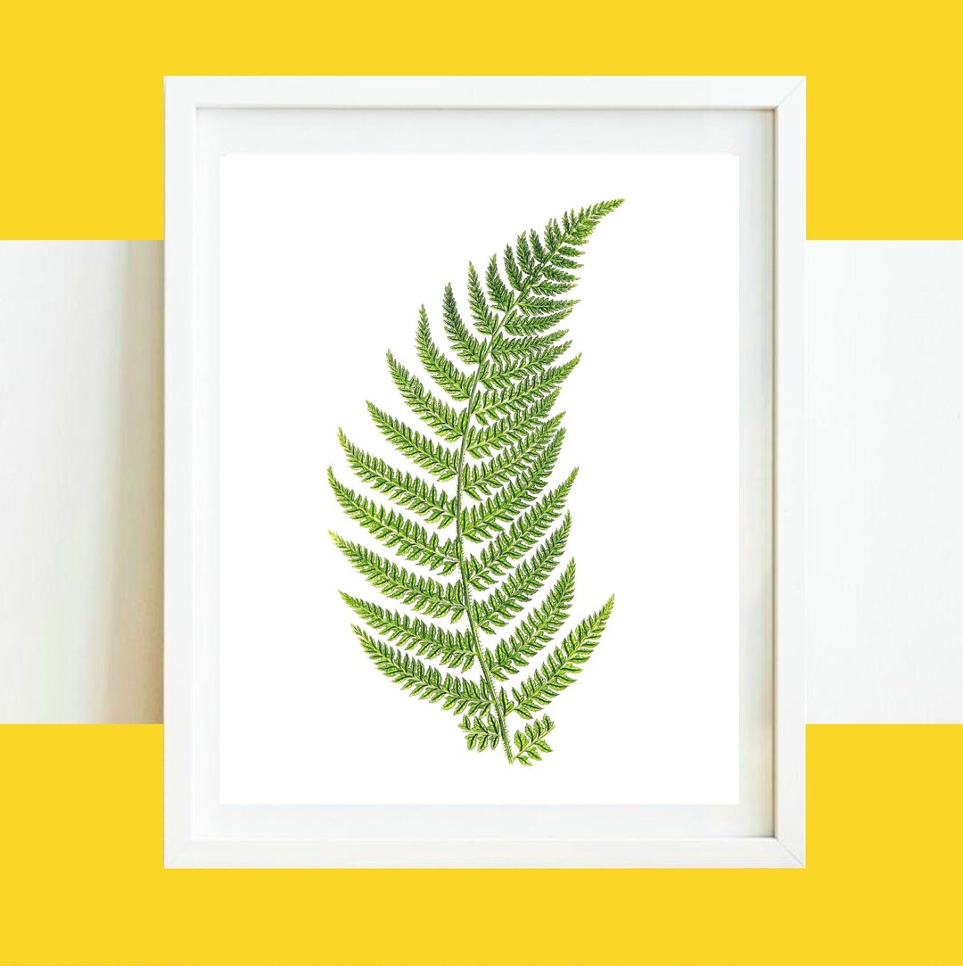 Botanical Fern Print, Unframed A4, A5, A6, 8x10", Single Fern, Gallery ...