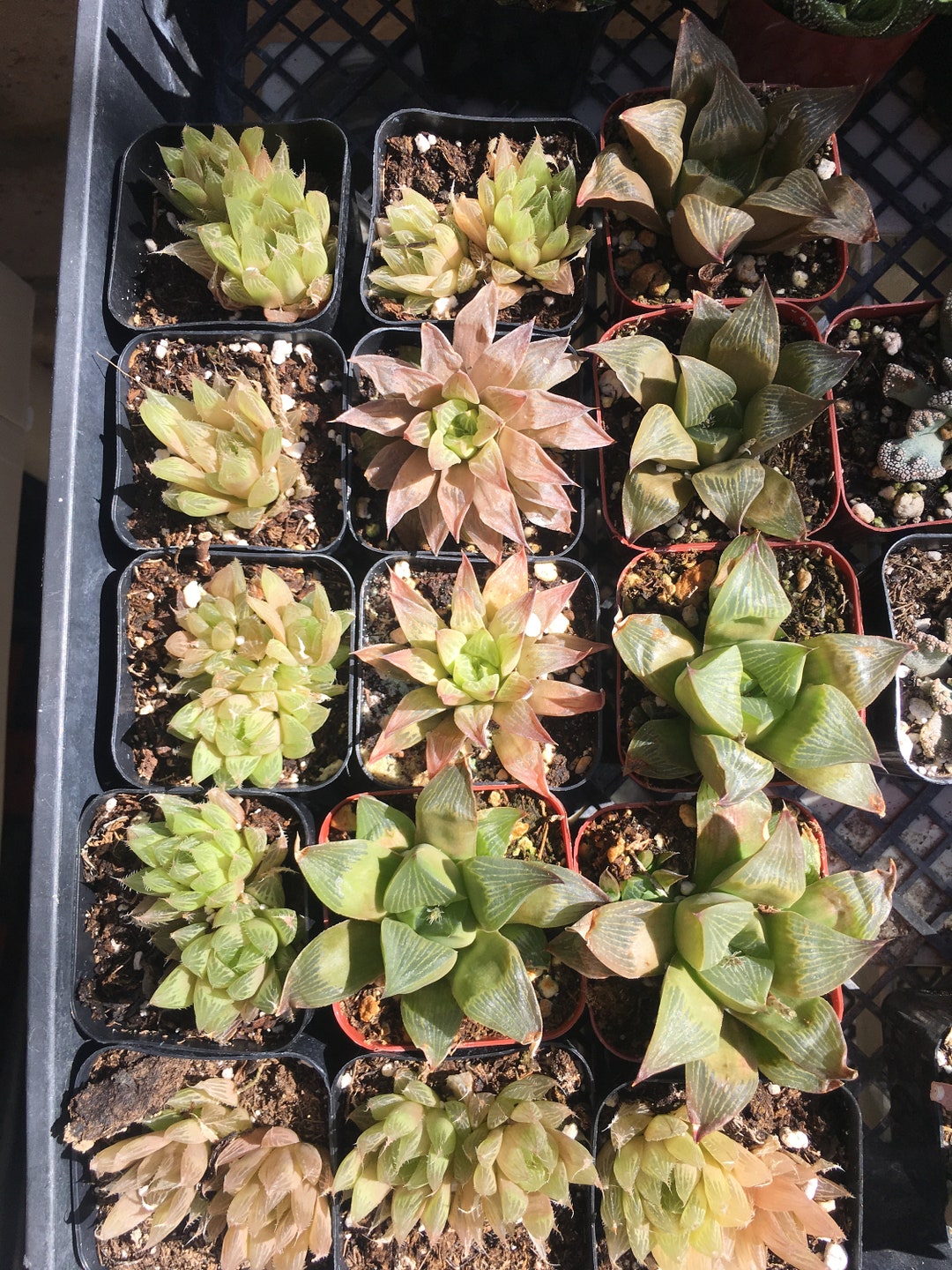 10 Total See-through Haworthia & Free Shipping! - Etsy