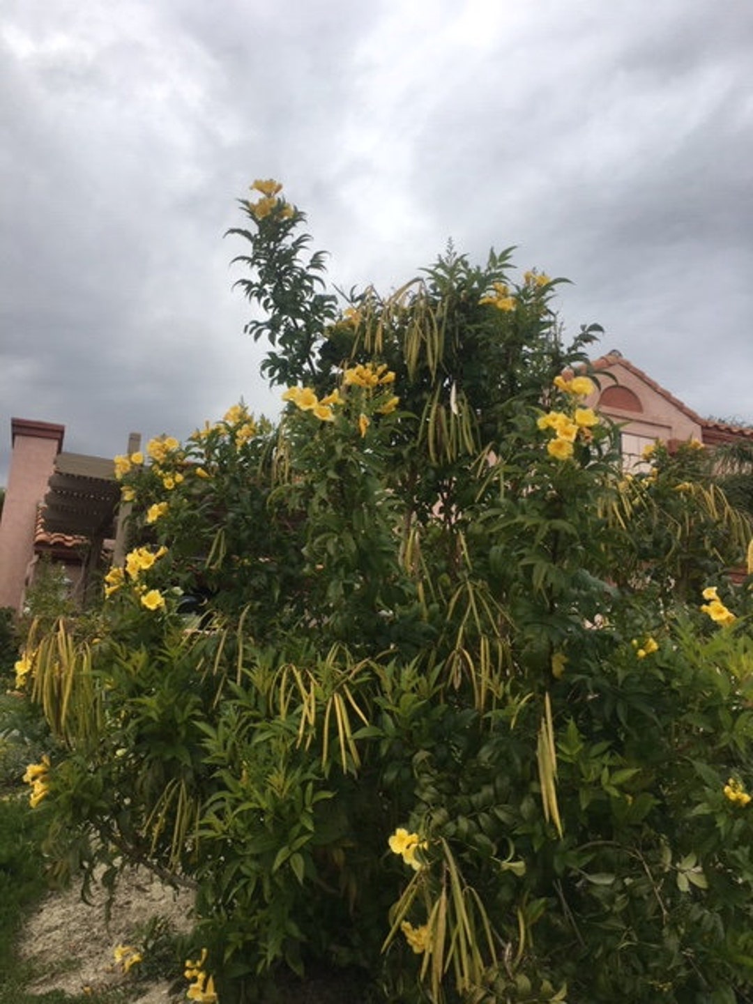 Gold Star Esperanza Trumpet Flower Bush: Yellow Bell Seeds or Bare Root ...