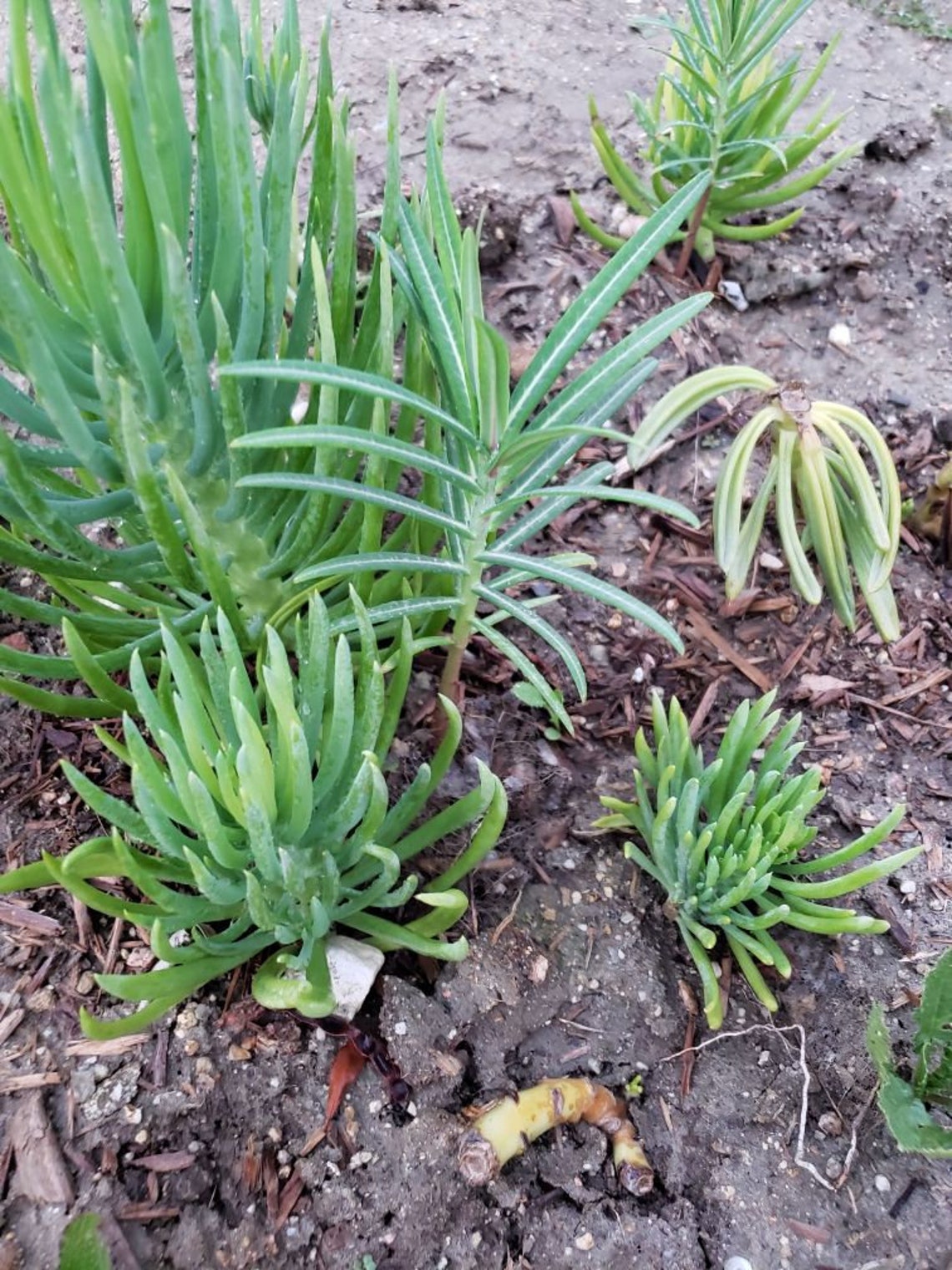 Gopher Purge (euphorbia Lathyris) – Natural Gopher Deterrent – Bare ...