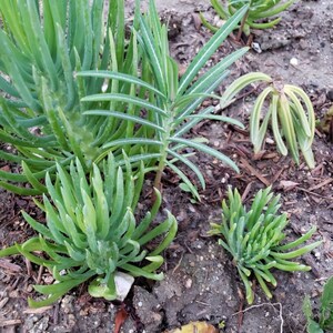 Gopher Purge (euphorbia Lathyris) – Natural Gopher Deterrent – Bare ...