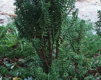 Large Miniature Pine Tree Succulent Crassula Tetragona - Etsy