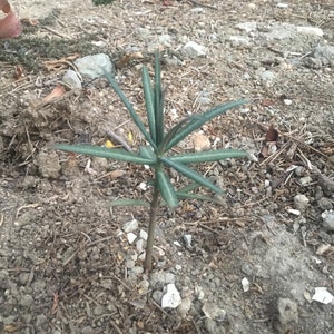 Gopher Purge (euphorbia Lathyris) – Natural Gopher Deterrent – Bare ...