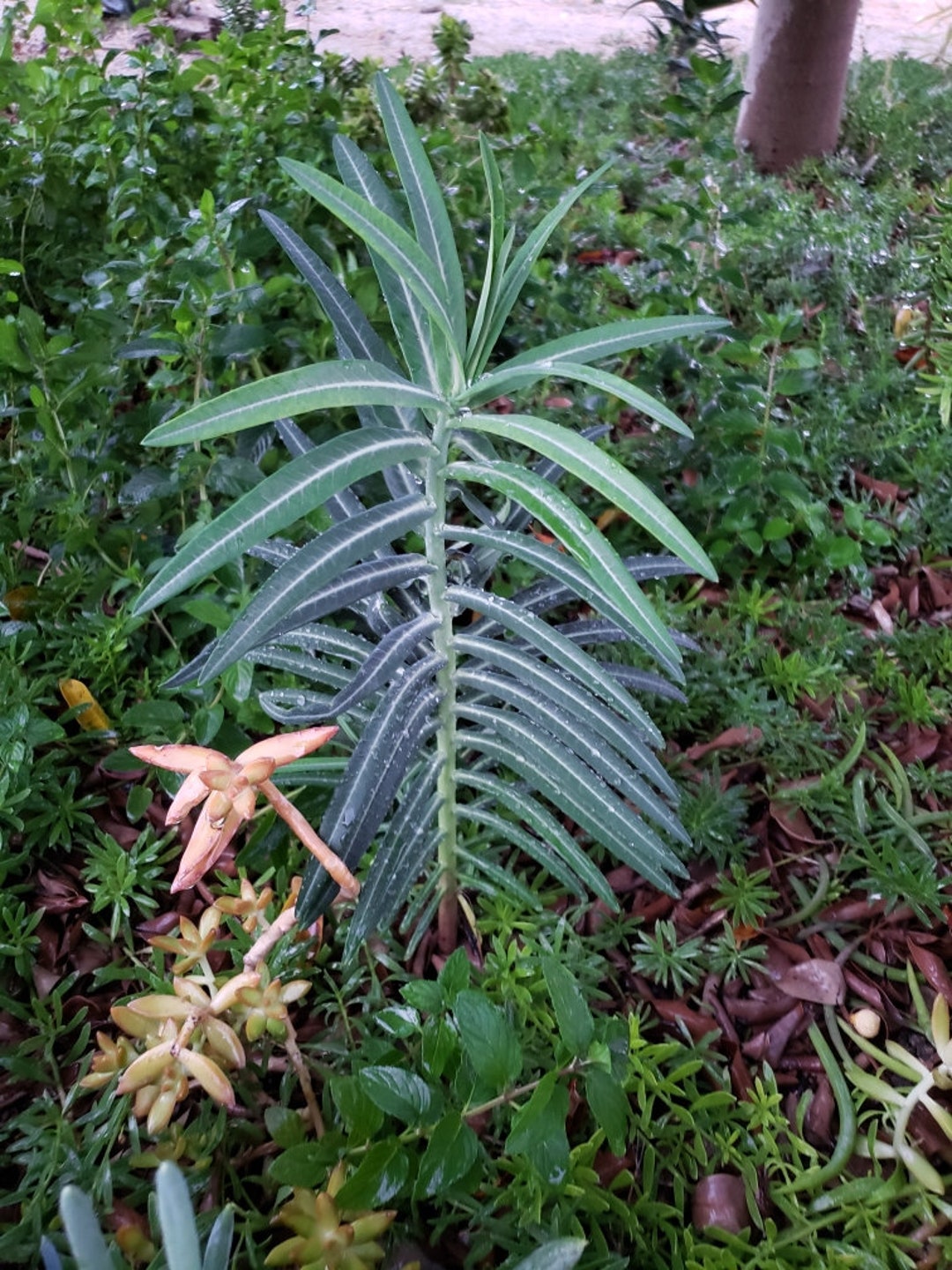 Gopher Purge (euphorbia Lathyris) – Natural Gopher Deterrent – Bare ...