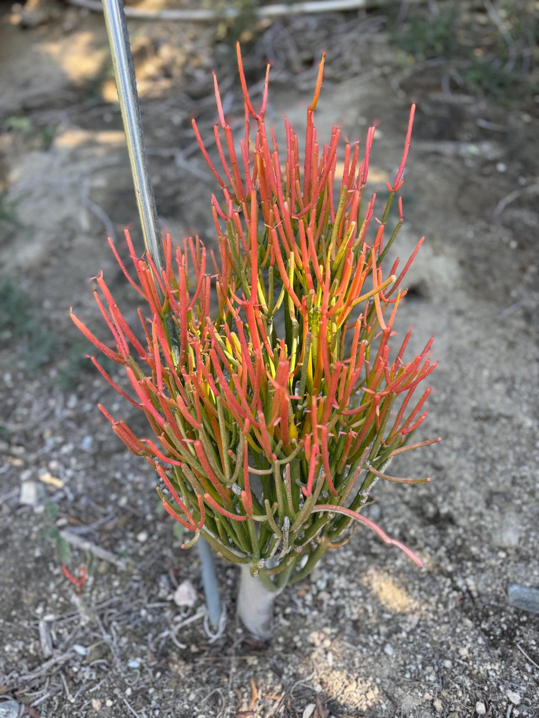 Fire Stick Plant (euphorbia Tirucalli) – Colorful, Drought-resistant ...