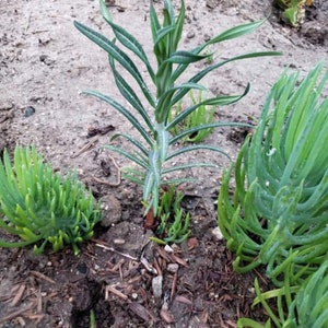 Gopher Purge (euphorbia Lathyris) – Natural Gopher Deterrent – Bare ...