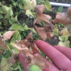 Gopher Purge (euphorbia Lathyris) – Natural Gopher Deterrent – Bare ...