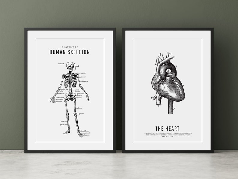 Human Skeleton Anatomy Poster | Digital Print | Minimalist Wall Art ...