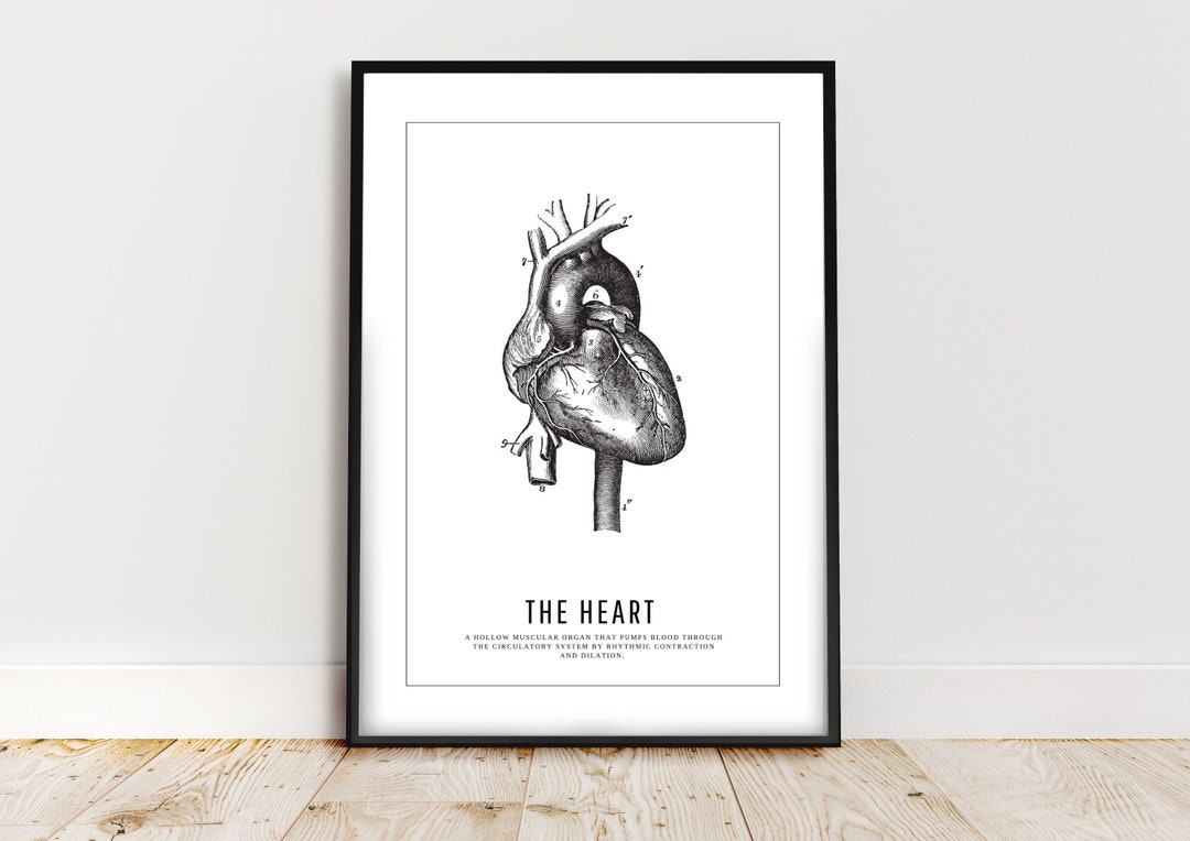 Heart Anatomy Print | Black and White | Medical Wall Art | Cardiologist ...