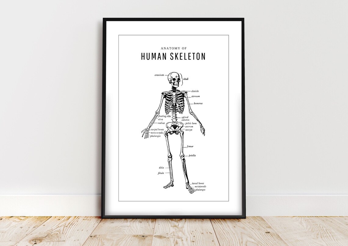 Human Skeleton Anatomy Poster | Digital Print | Minimalist Wall Art ...