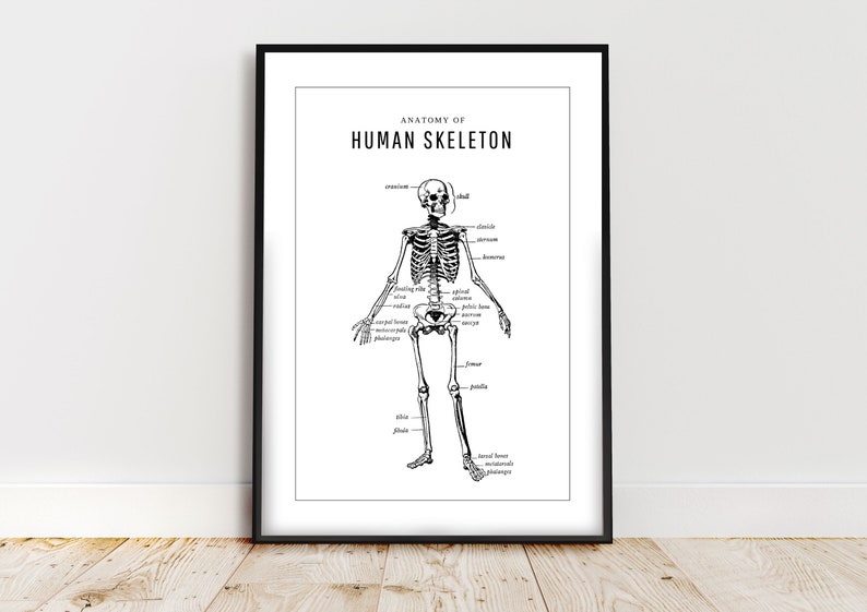 Human Skeleton Anatomy Poster | Digital Print | Minimalist Wall Art ...