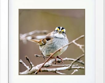 Black-capped Chickadee Photograph. Square Bird Print. Nature ...