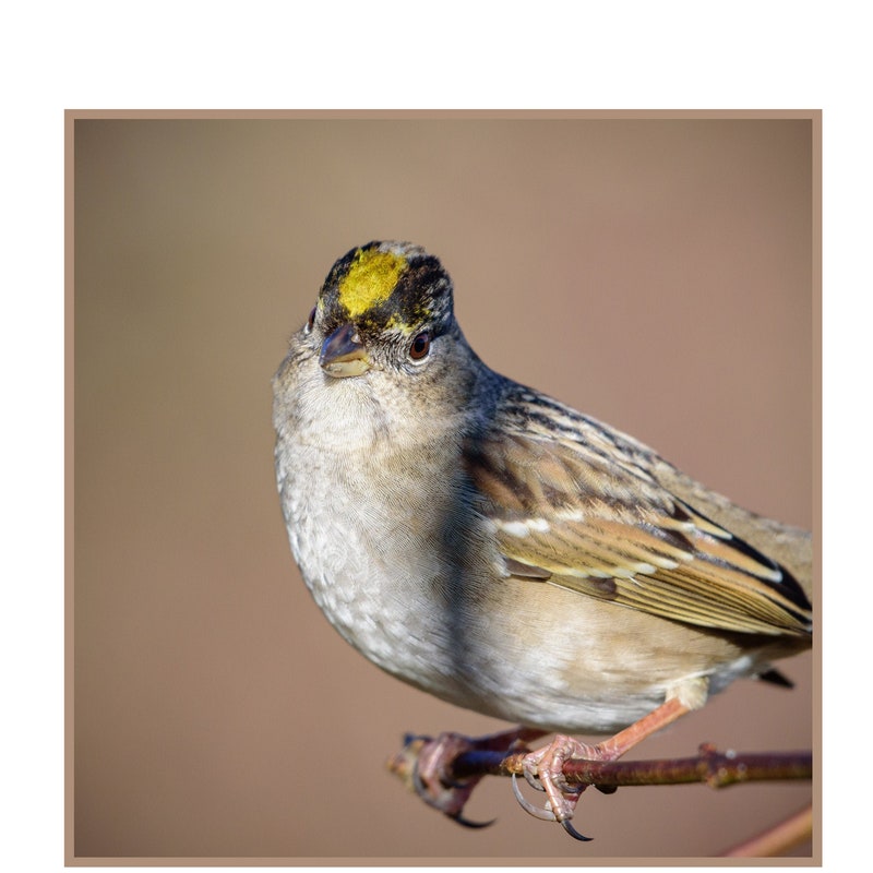 Sparrow Photography - Etsy