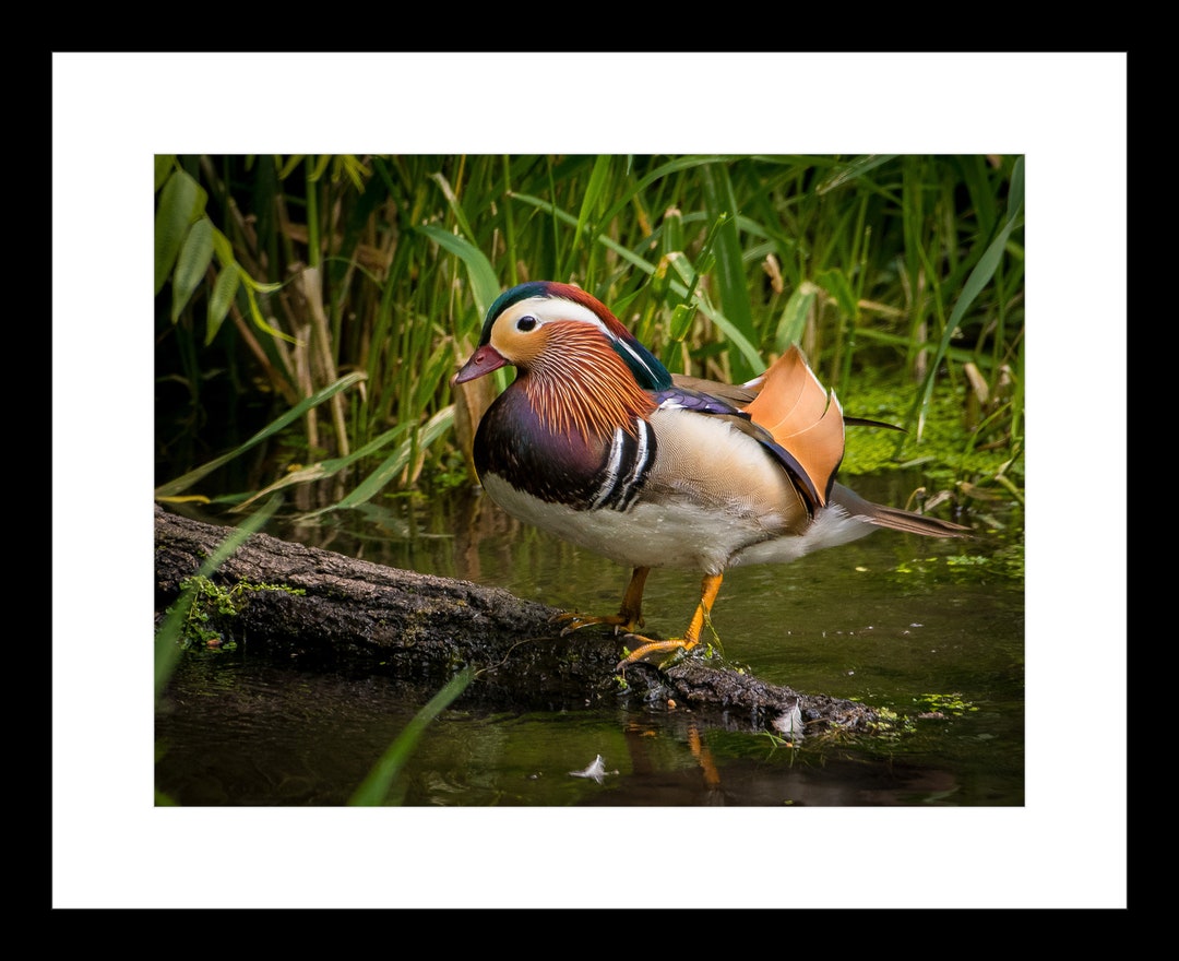 Rare Mandarin Duck Wildlife Photo. Perfect for a Wall and Ready to ...