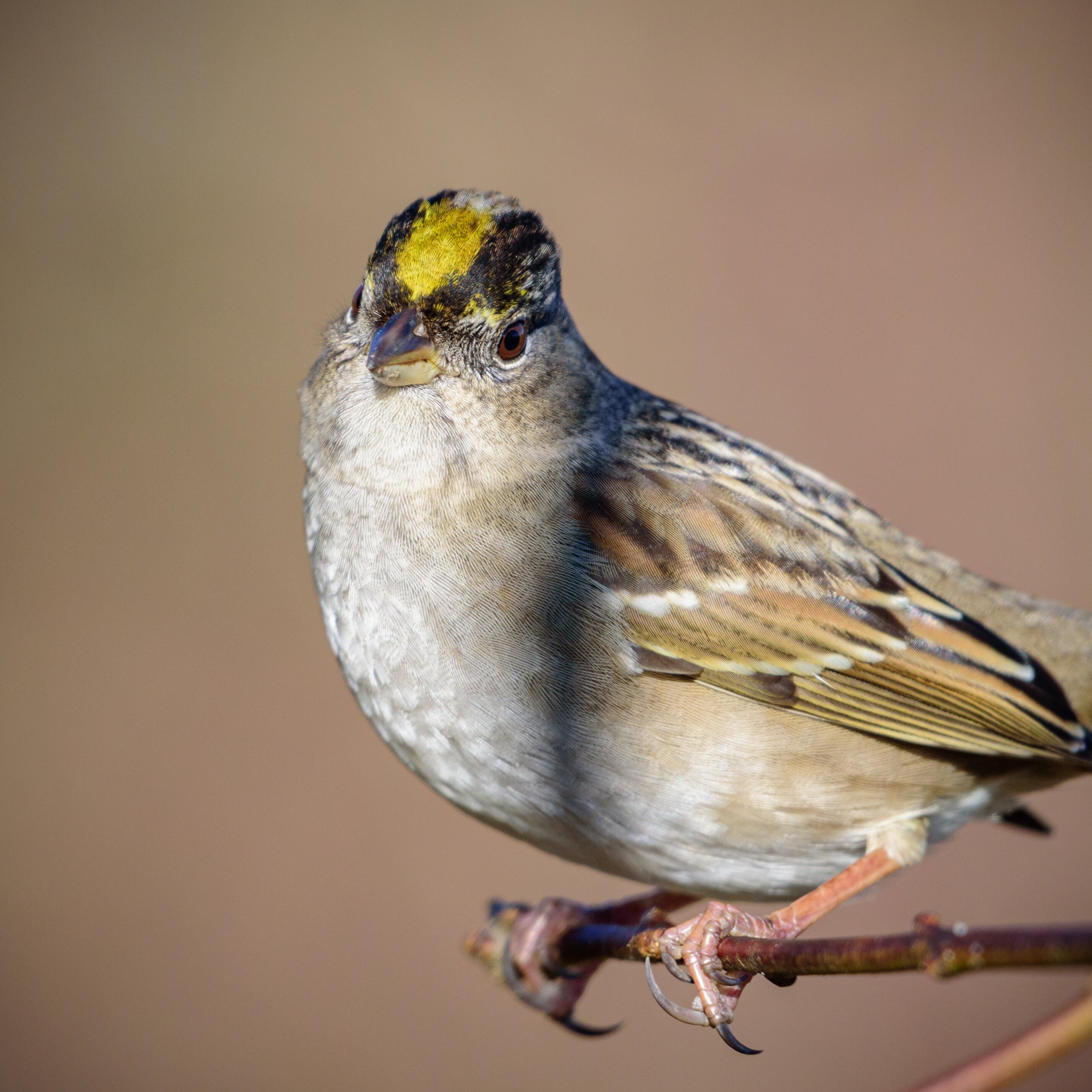 Golden Crowned Sparrow Female