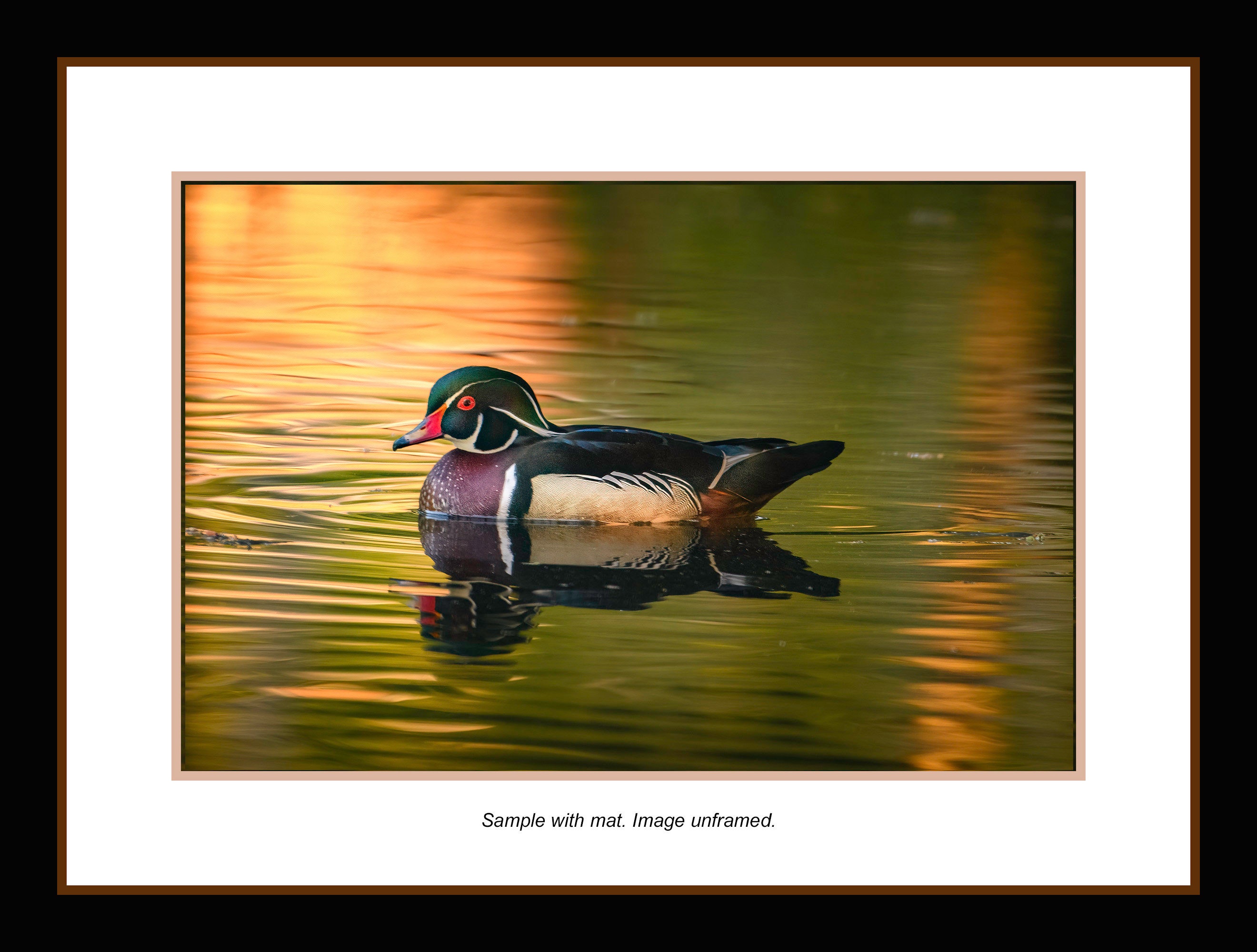 Wood Duck at dawn Wildlife Photo. Waterfowl Wall Art, Ready to frame ...