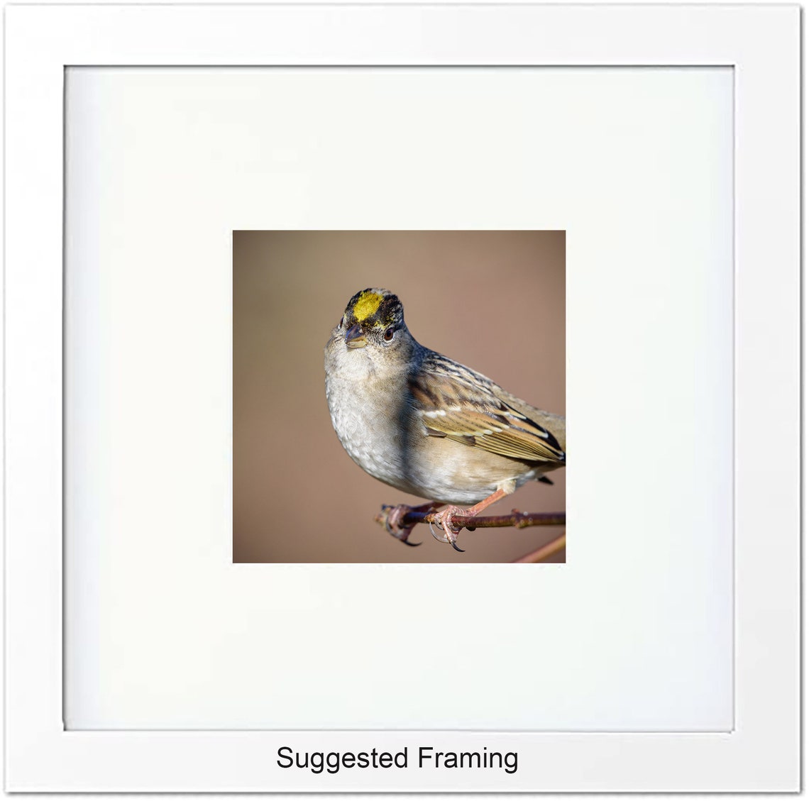Golden-crowned Sparrow. Square Bird Print. Nature Photography. Art Wall ...