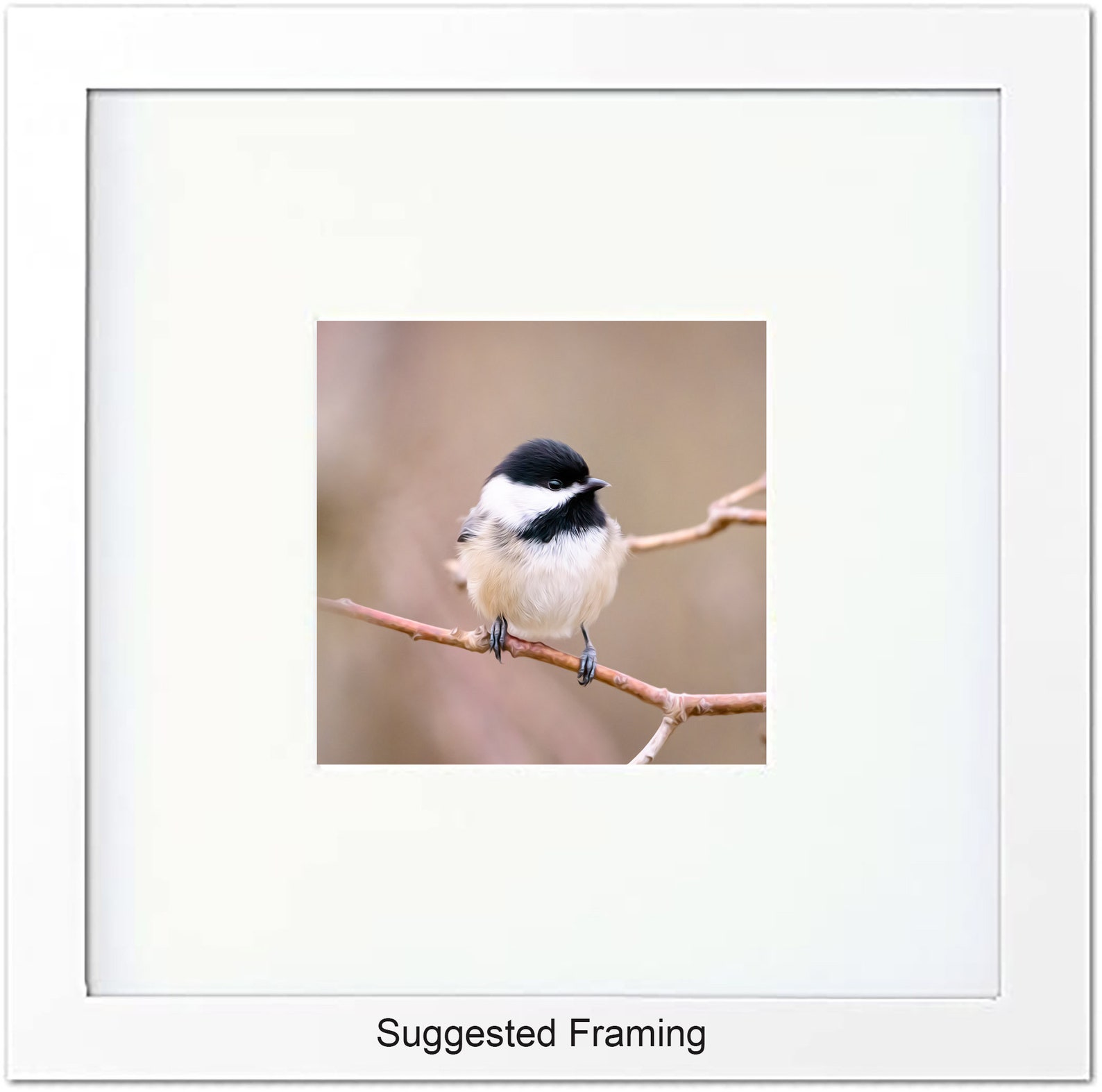 Black-capped Chickadee Photograph. Square Bird Print. Nature ...