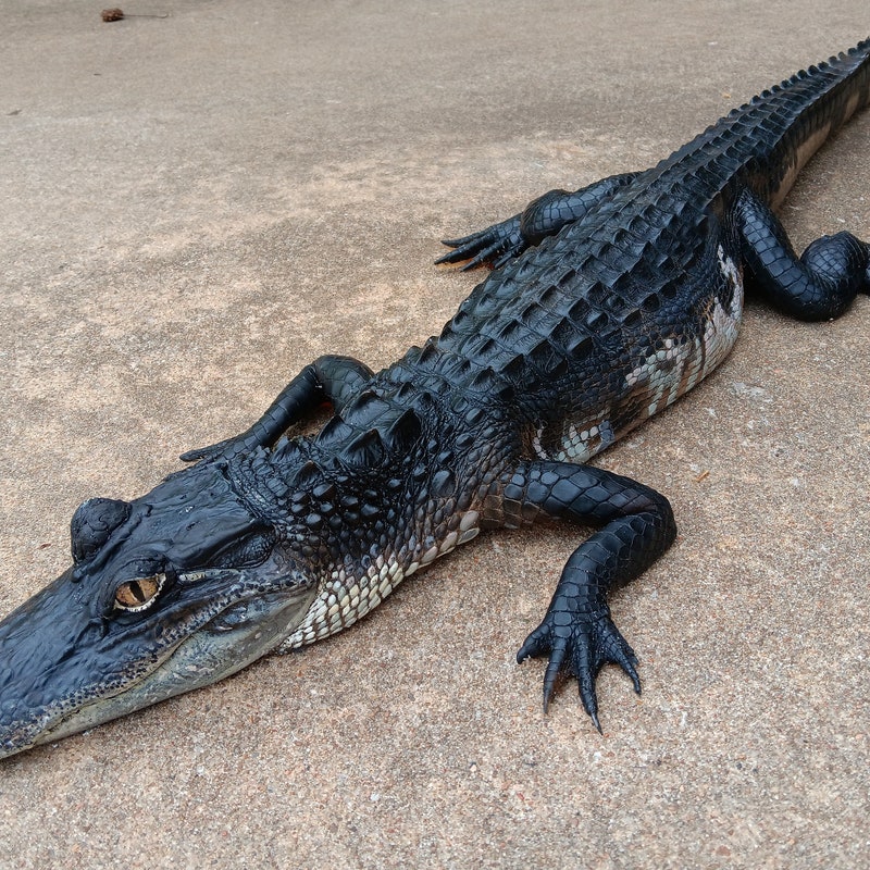 Alligator Statue - Etsy