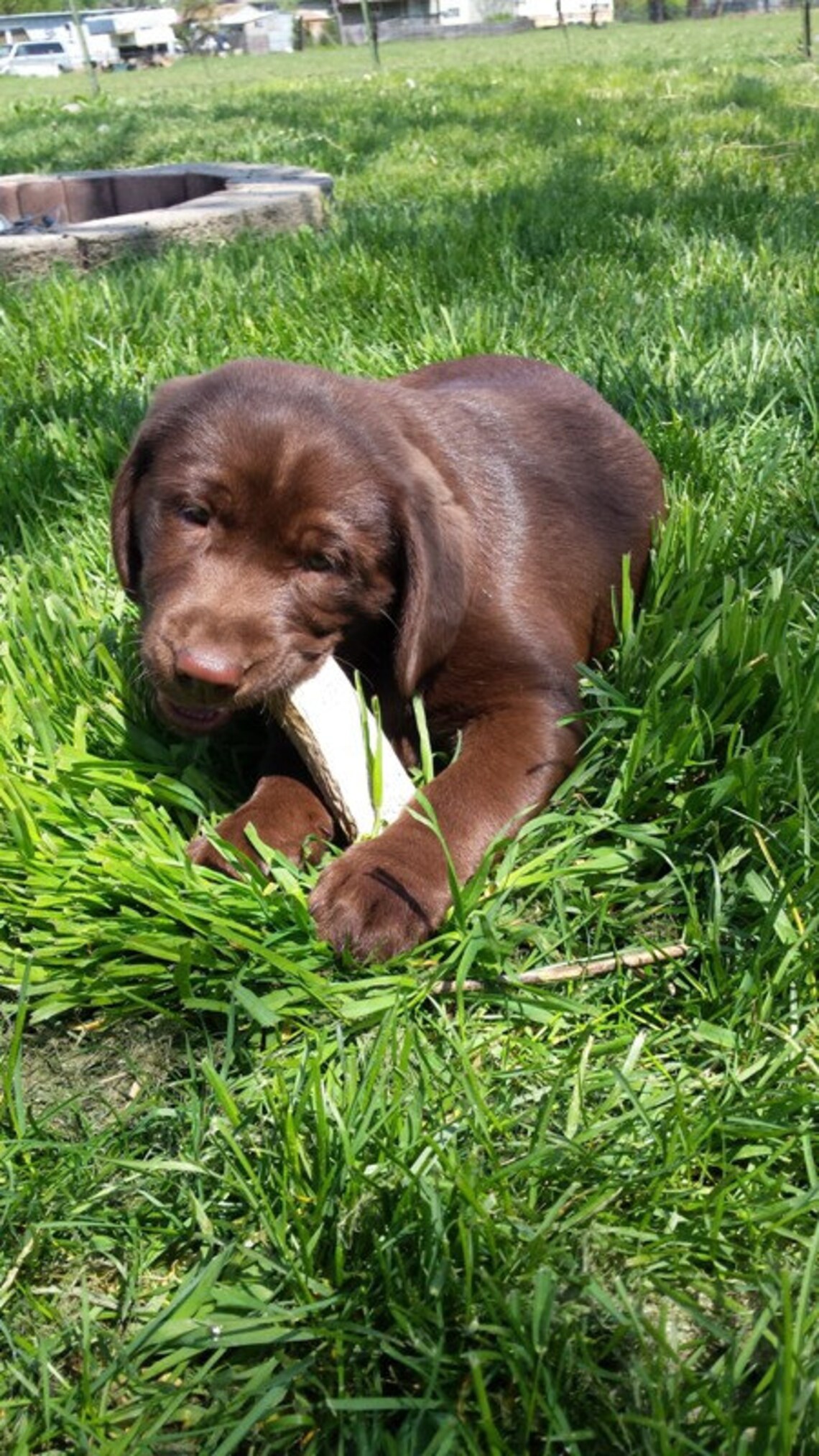 Antler Chew Puppy Pack - Etsy