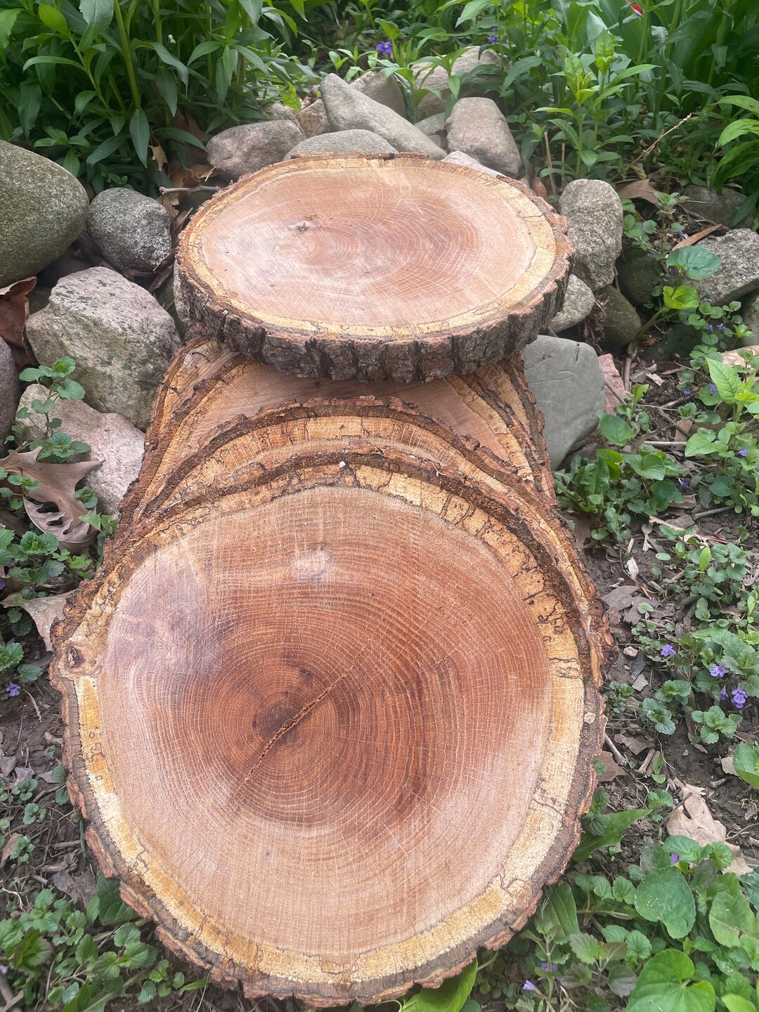 Red Oak 12in Log Slices/wedding/cake Stand/centerpiece/raw/natural - Etsy